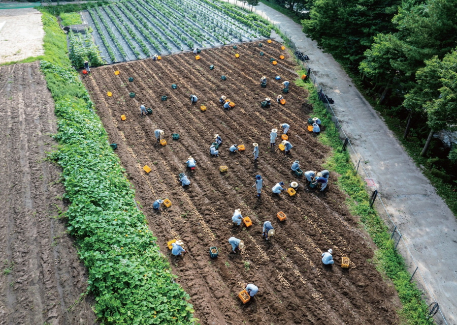 주지 스님 예외없는 배추 울력...사진으로 보는 국가무형유산 사찰음식